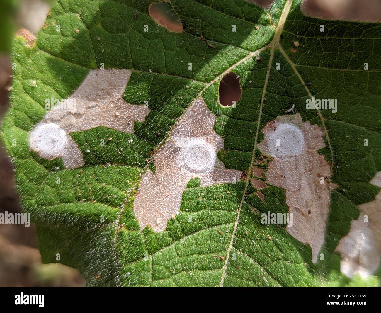 Leaf Blotch Miner Moths (Gracillariidae Stock Photo - Alamy
