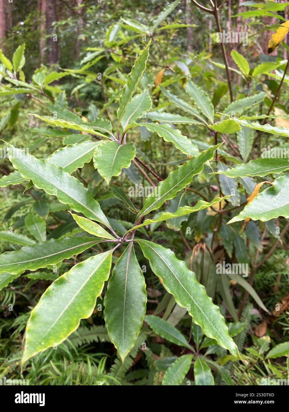 Australian Cheesewood (Pittosporum undulatum Stock Photo - Alamy