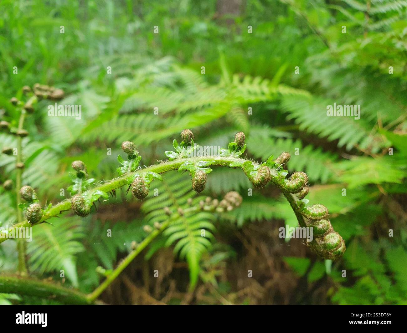 silver fern (Cyathea dealbata Stock Photo - Alamy
