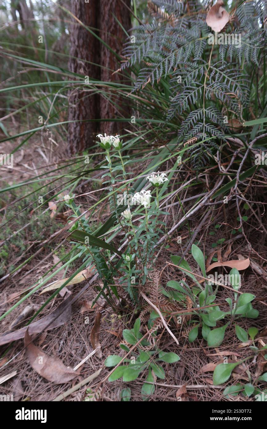 Common Rice-flower (Pimelea humilis Stock Photo - Alamy