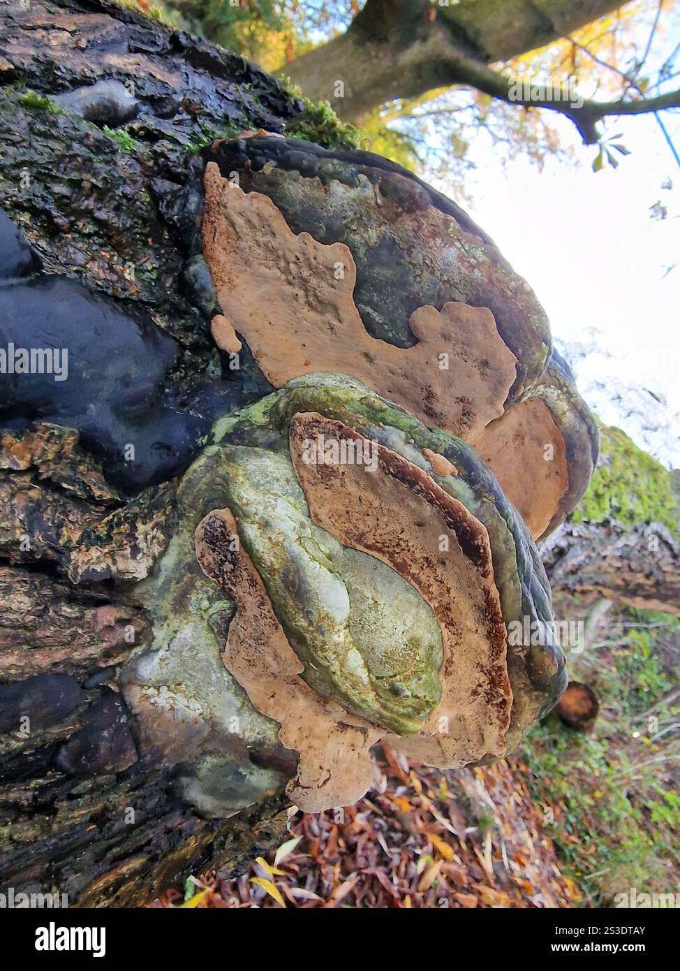 Willow Bracket (Phellinus igniarius Stock Photo - Alamy