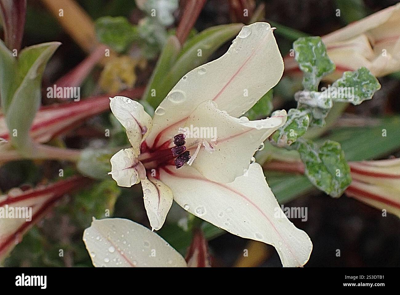 Common Swordlily (Gladiolus floribundus Stock Photo - Alamy