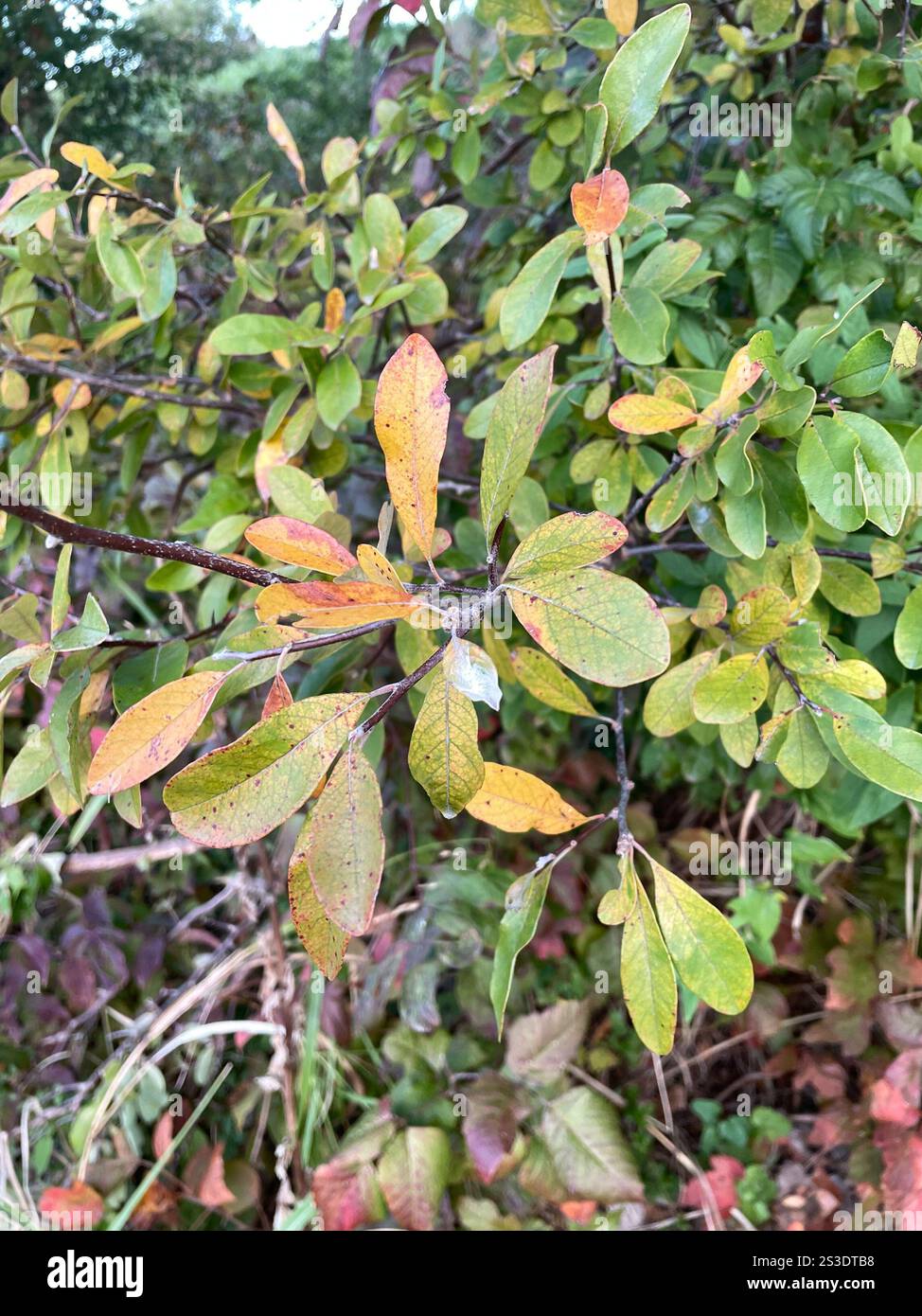 Gum bumelia (Sideroxylon lanuginosum Stock Photo - Alamy