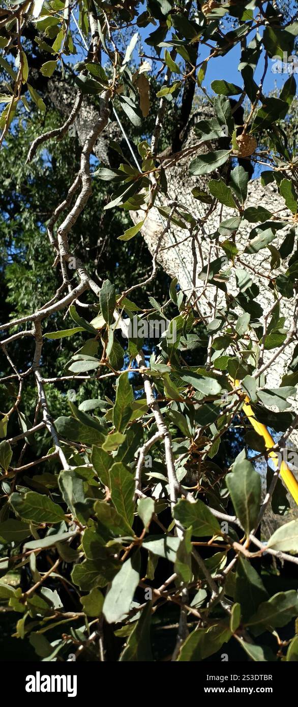 Engelmann oak (Quercus engelmannii Stock Photo - Alamy