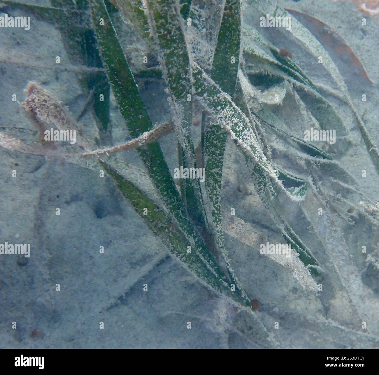 Tape seagrass (Enhalus acoroides Stock Photo - Alamy