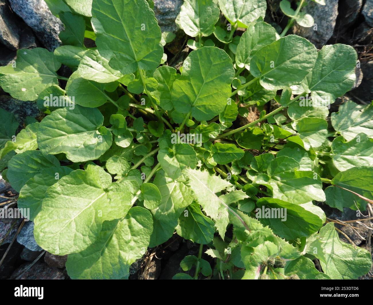 Amphibious Yellowcress (Rorippa amphibia Stock Photo - Alamy