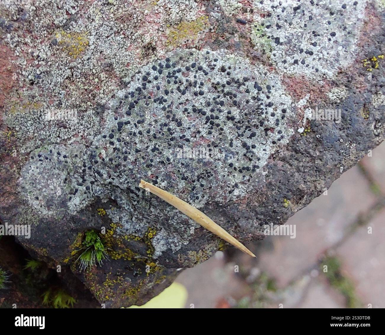 Common Button Lichen (Buellia erubescens Stock Photo - Alamy