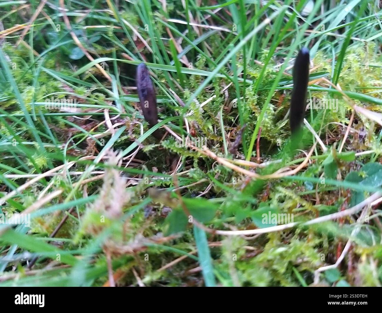 Earth Tongues (Geoglossum Stock Photo - Alamy