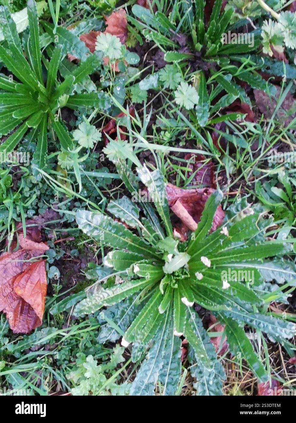 Weld (Reseda luteola Stock Photo - Alamy