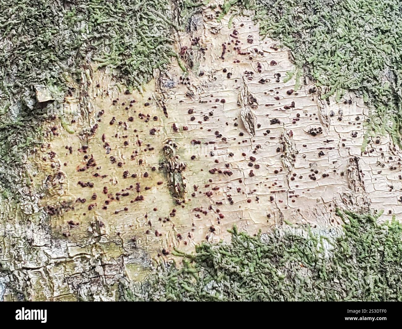 Bark Rash Lichen (Pyrenula cruenta Stock Photo - Alamy