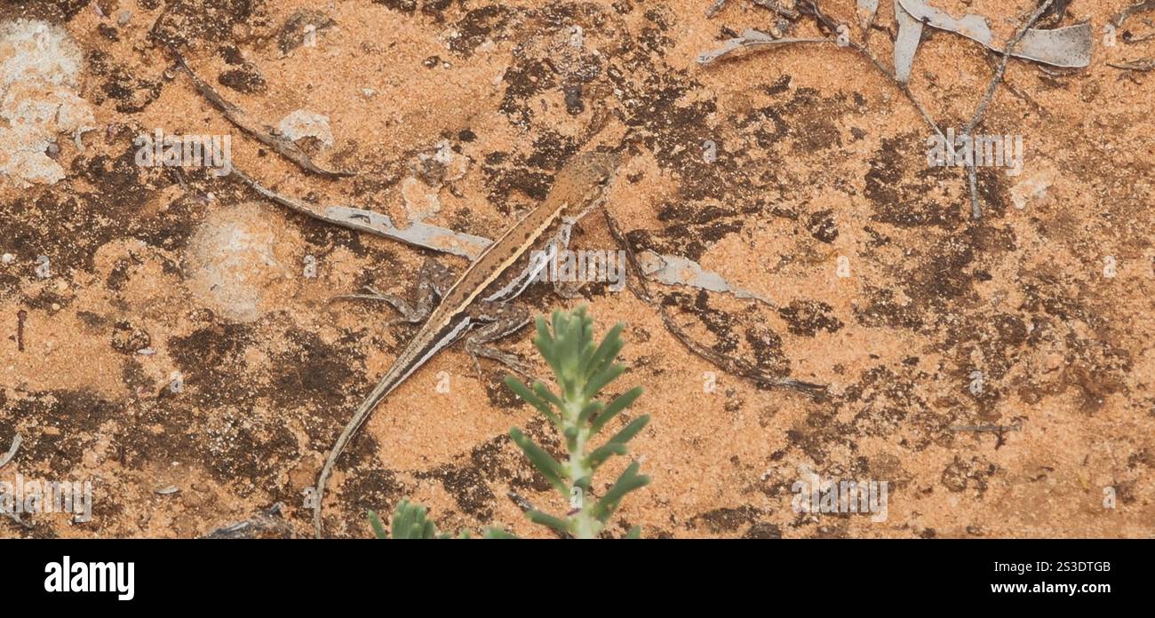 eastern mallee dragon (Ctenophorus spinodomus Stock Photo - Alamy