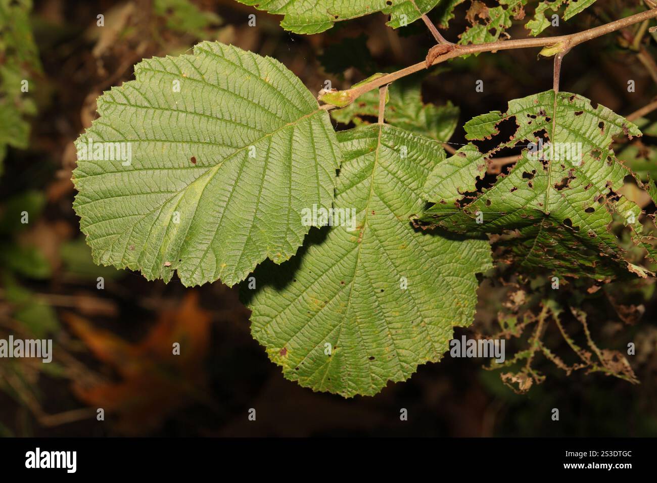 grey alder (Alnus incana Stock Photo - Alamy