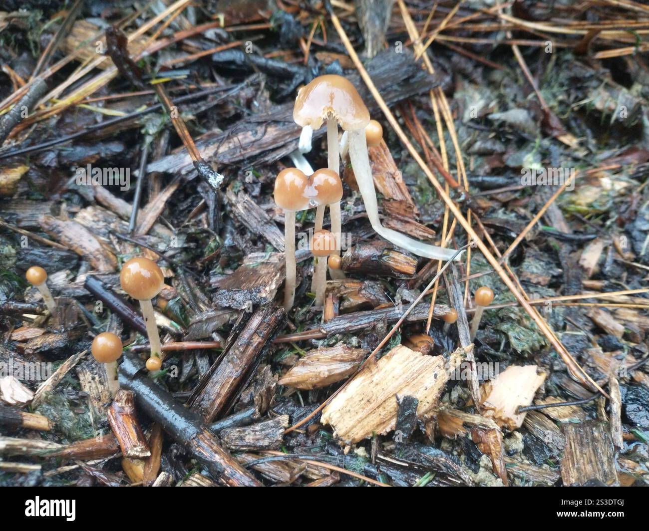 Basidiomycete Fungi (Basidiomycota Stock Photo - Alamy