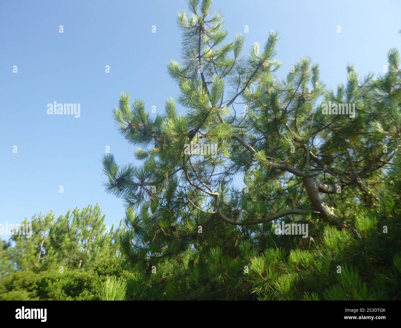 maritime pine (Pinus pinaster Stock Photo - Alamy