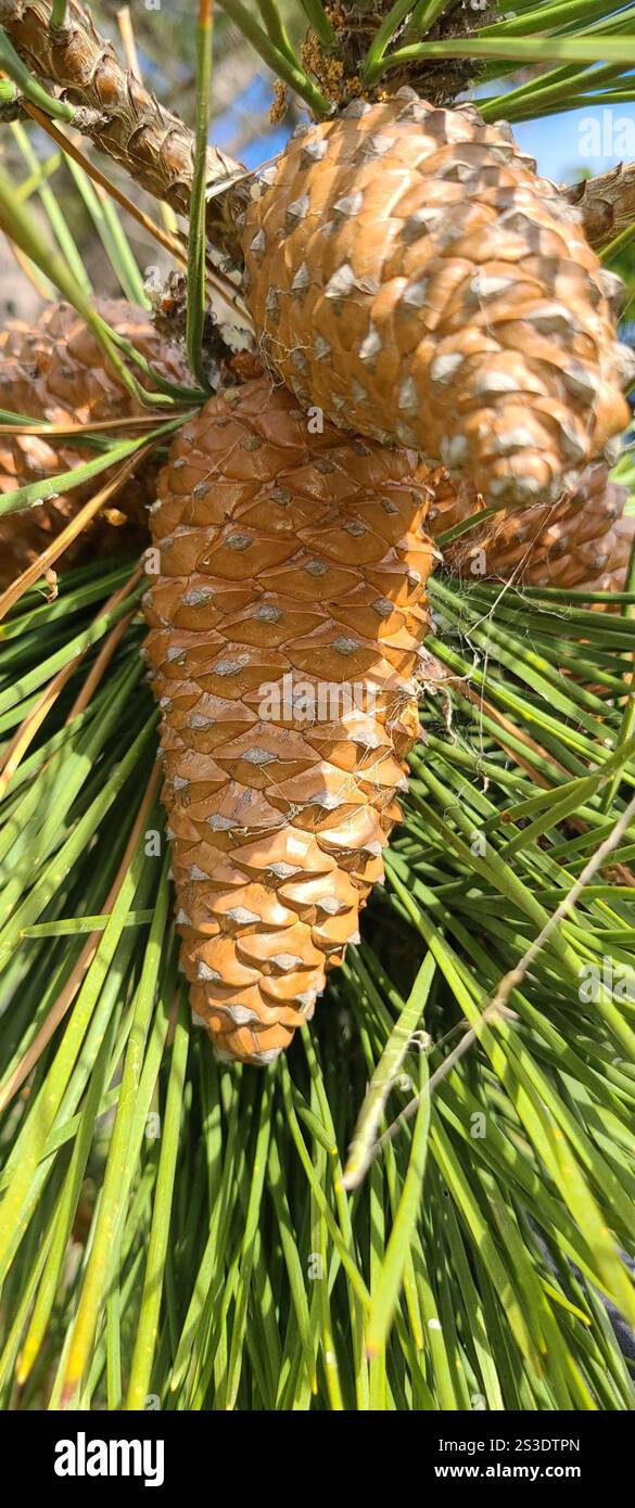 maritime pine (Pinus pinaster Stock Photo - Alamy