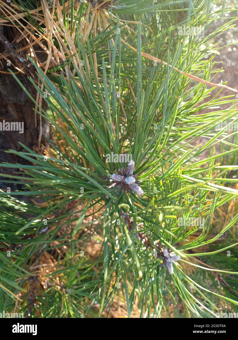 pitch pine (Pinus rigida Stock Photo - Alamy
