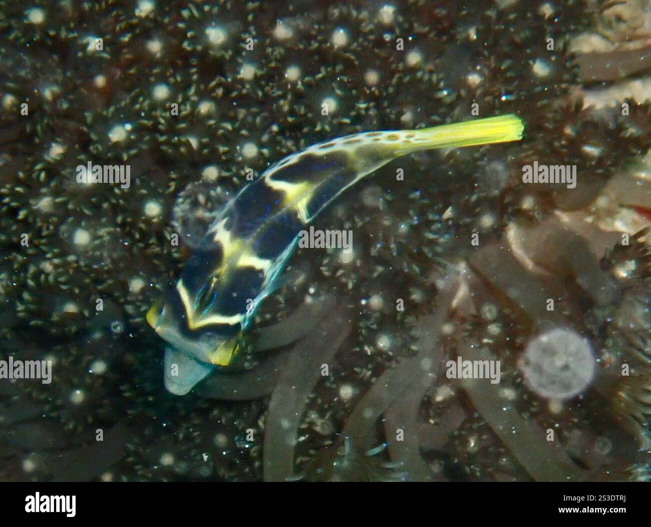 Mimic Filefish (Paraluteres prionurus Stock Photo - Alamy