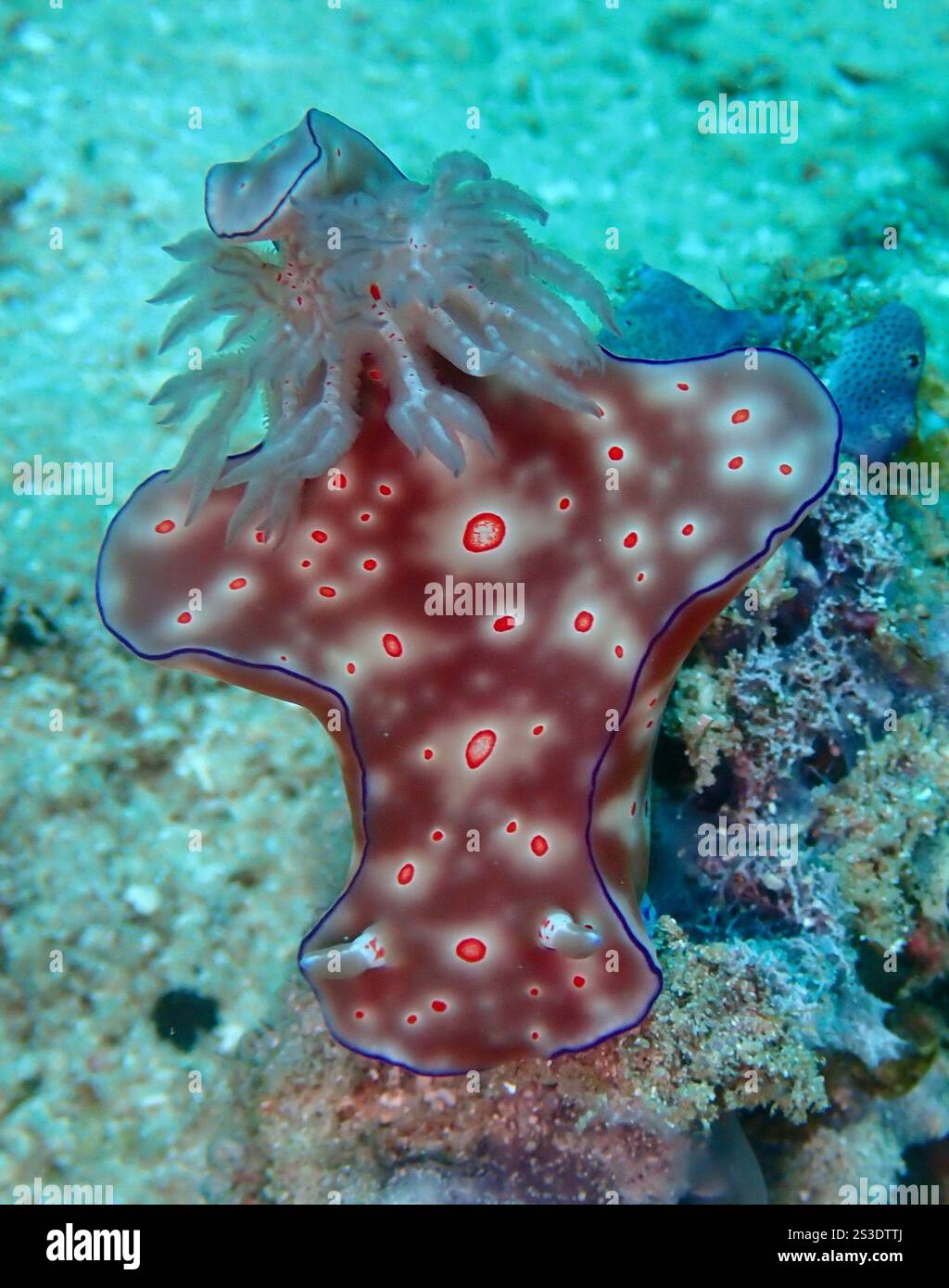 Three-lobed T-bar Nudibranch (Ceratosoma trilobatum Stock Photo - Alamy