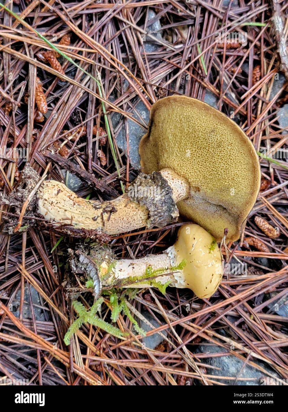 Slippery Jill (Suillus salmonicolor Stock Photo - Alamy