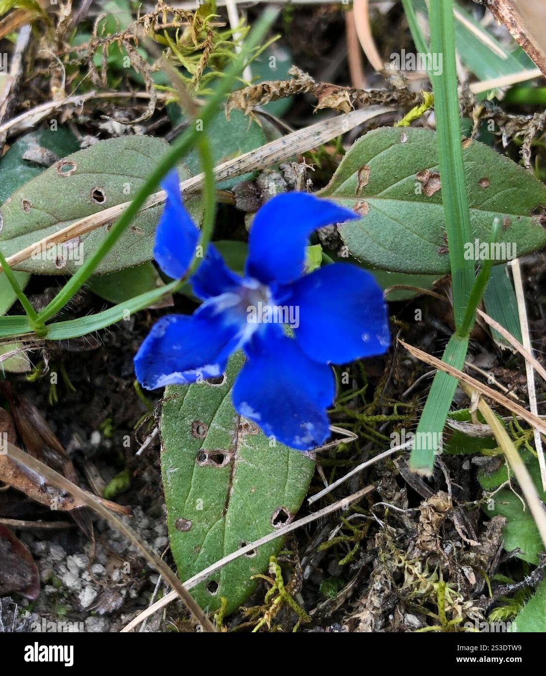 spring gentian (Gentiana verna Stock Photo - Alamy