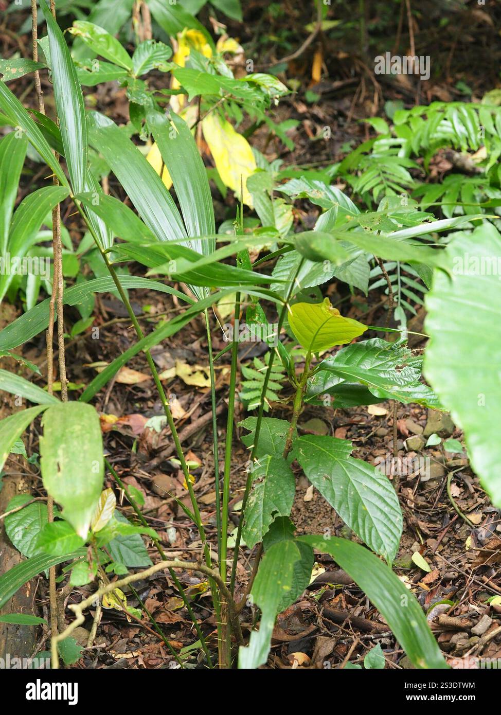Yellow Rotang Palm (Calamus formosanus Stock Photo - Alamy