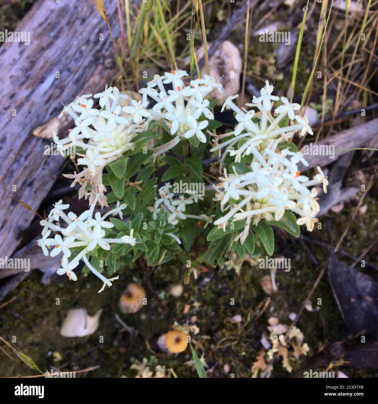 Common Rice-flower (Pimelea humilis Stock Photo - Alamy