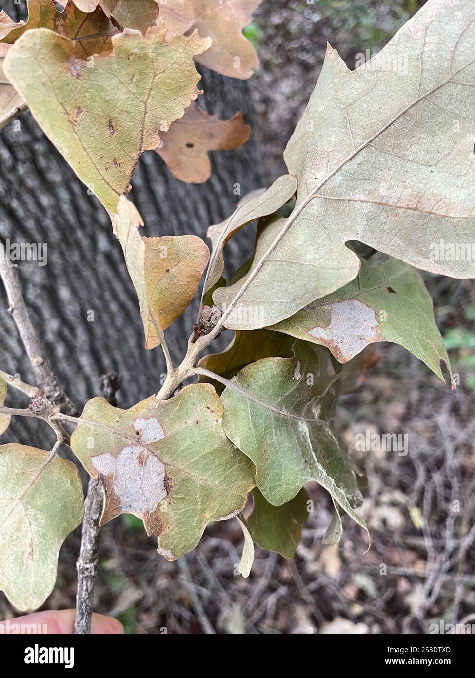 post oak (Quercus stellata Stock Photo - Alamy