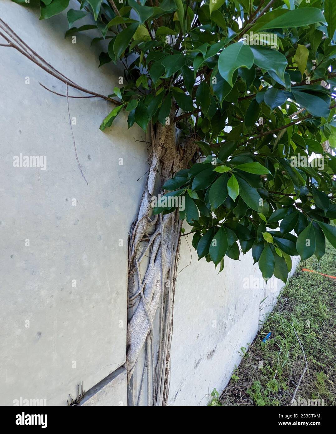 Chinese banyan (Ficus microcarpa Stock Photo - Alamy