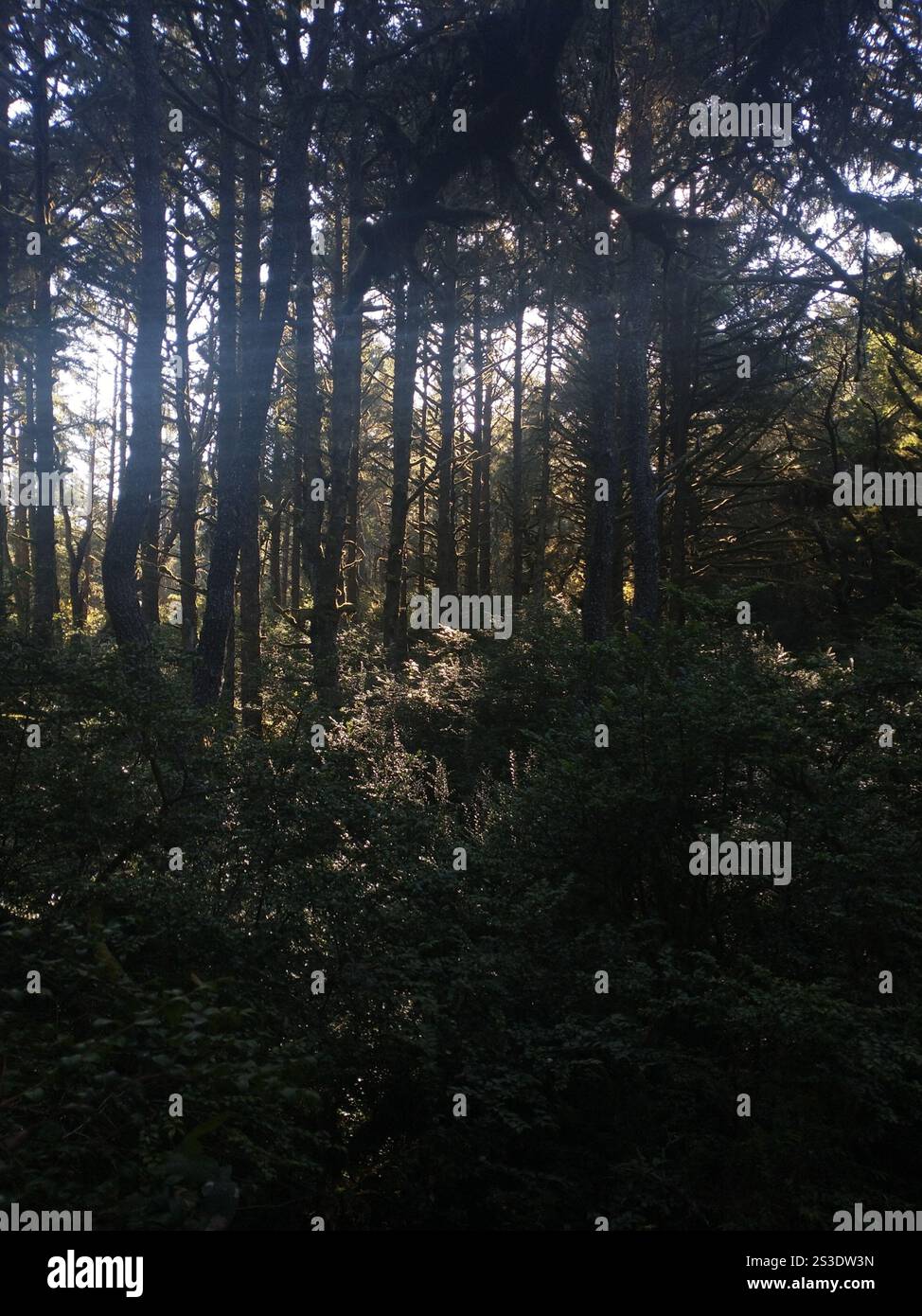 Shore Pine (Pinus contorta contorta Stock Photo - Alamy