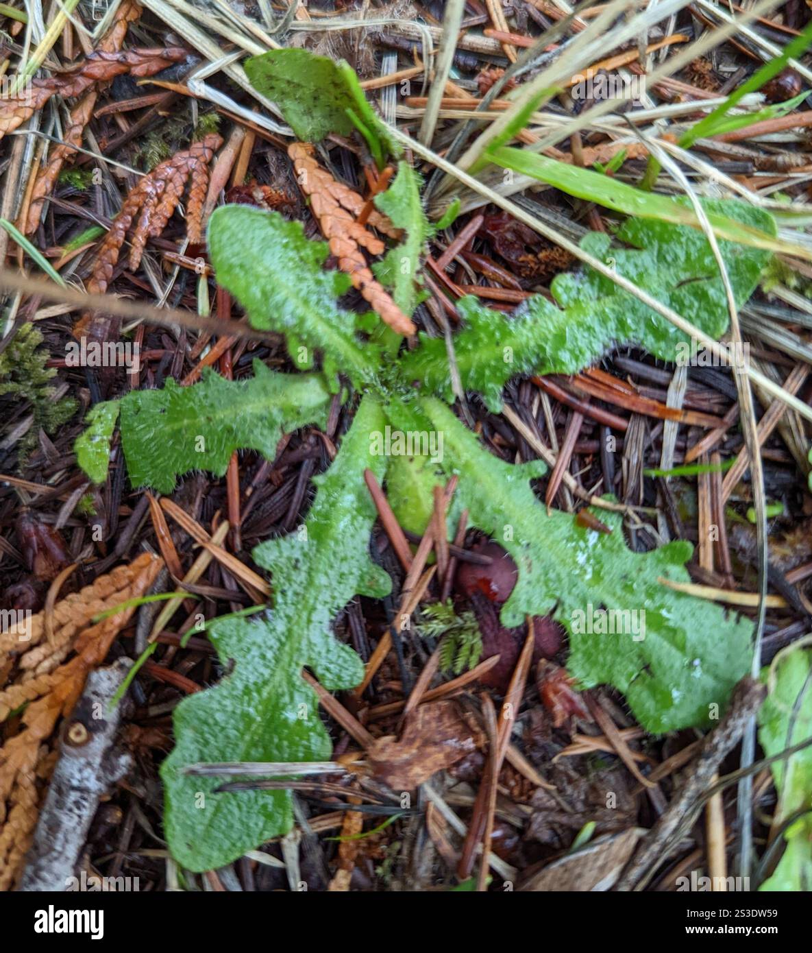 Common Cat's-ear (Hypochaeris radicata Stock Photo - Alamy