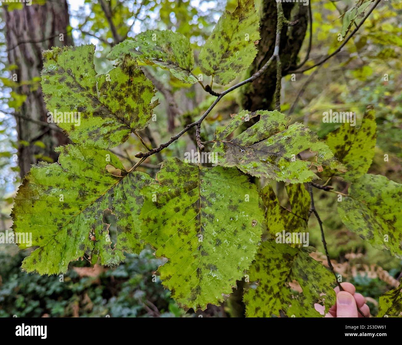 Sitka Alder (Alnus alnobetula sinuata Stock Photo - Alamy