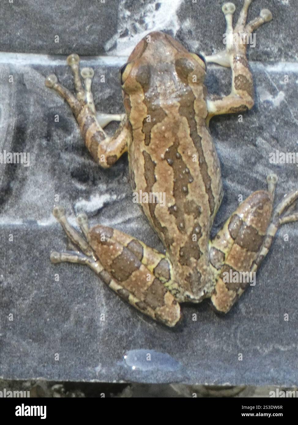 Cuban Tree Frog (Osteopilus septentrionalis Stock Photo - Alamy