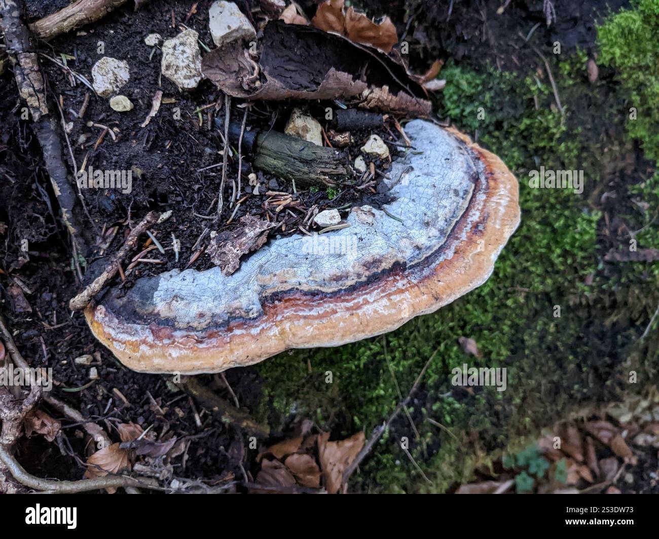 Red-banded Polypore (Fomitopsis pinicola Stock Photo - Alamy