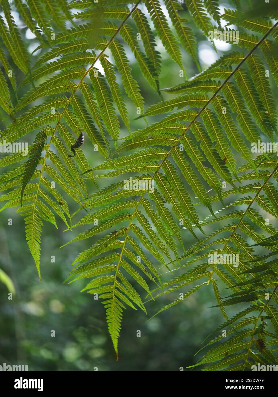 Spiny Tree Fern (Alsophila spinulosa Stock Photo - Alamy