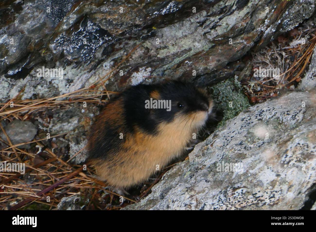 Norway Lemming (Lemmus lemmus Stock Photo - Alamy