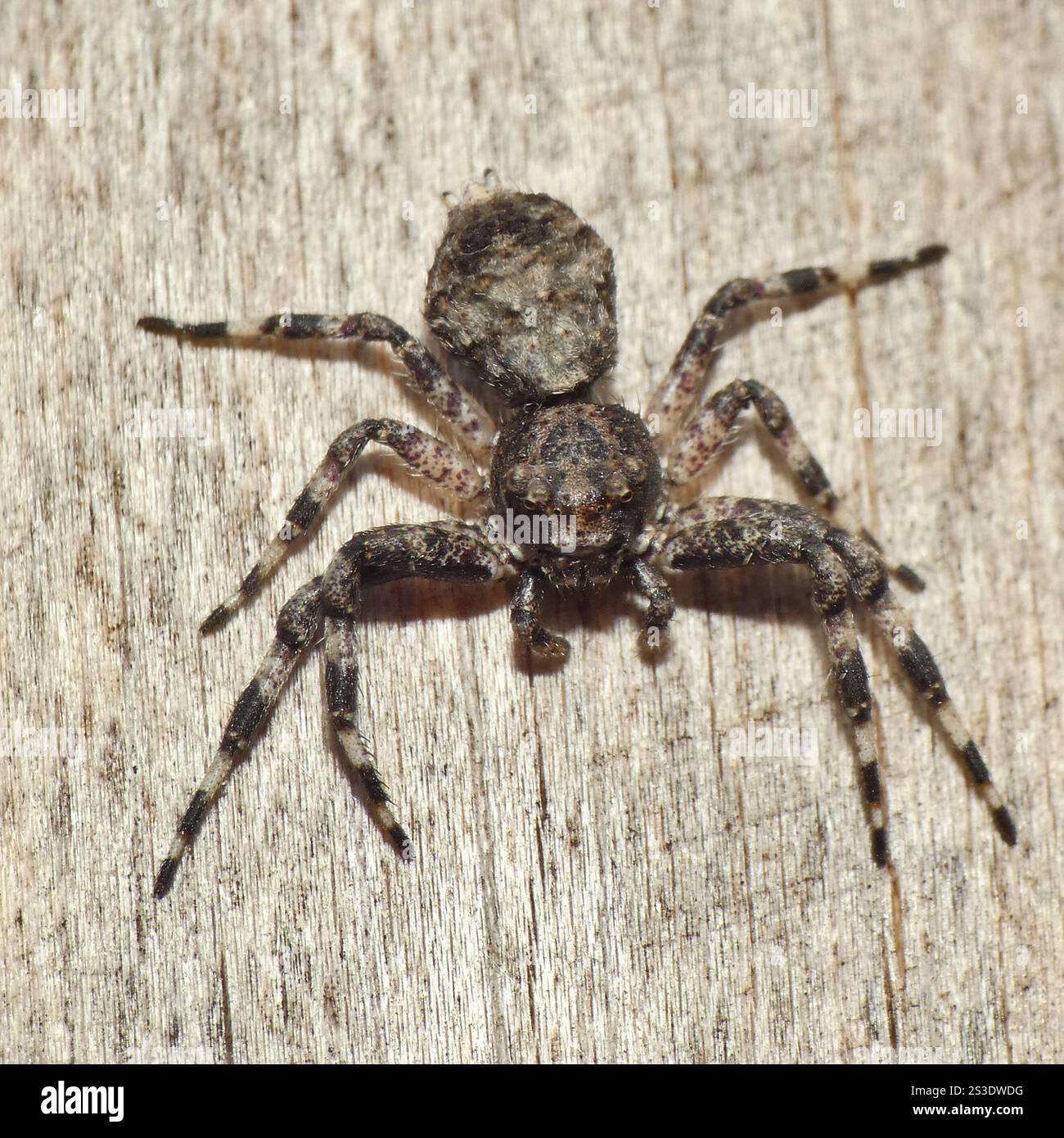 Crab Spiders (Thomisidae Stock Photo - Alamy