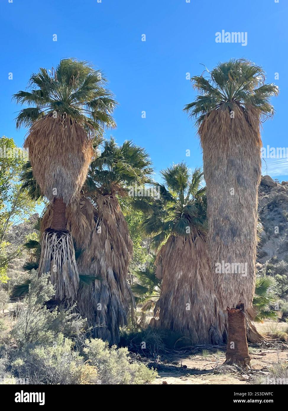 California fan palm (Washingtonia filifera Stock Photo - Alamy
