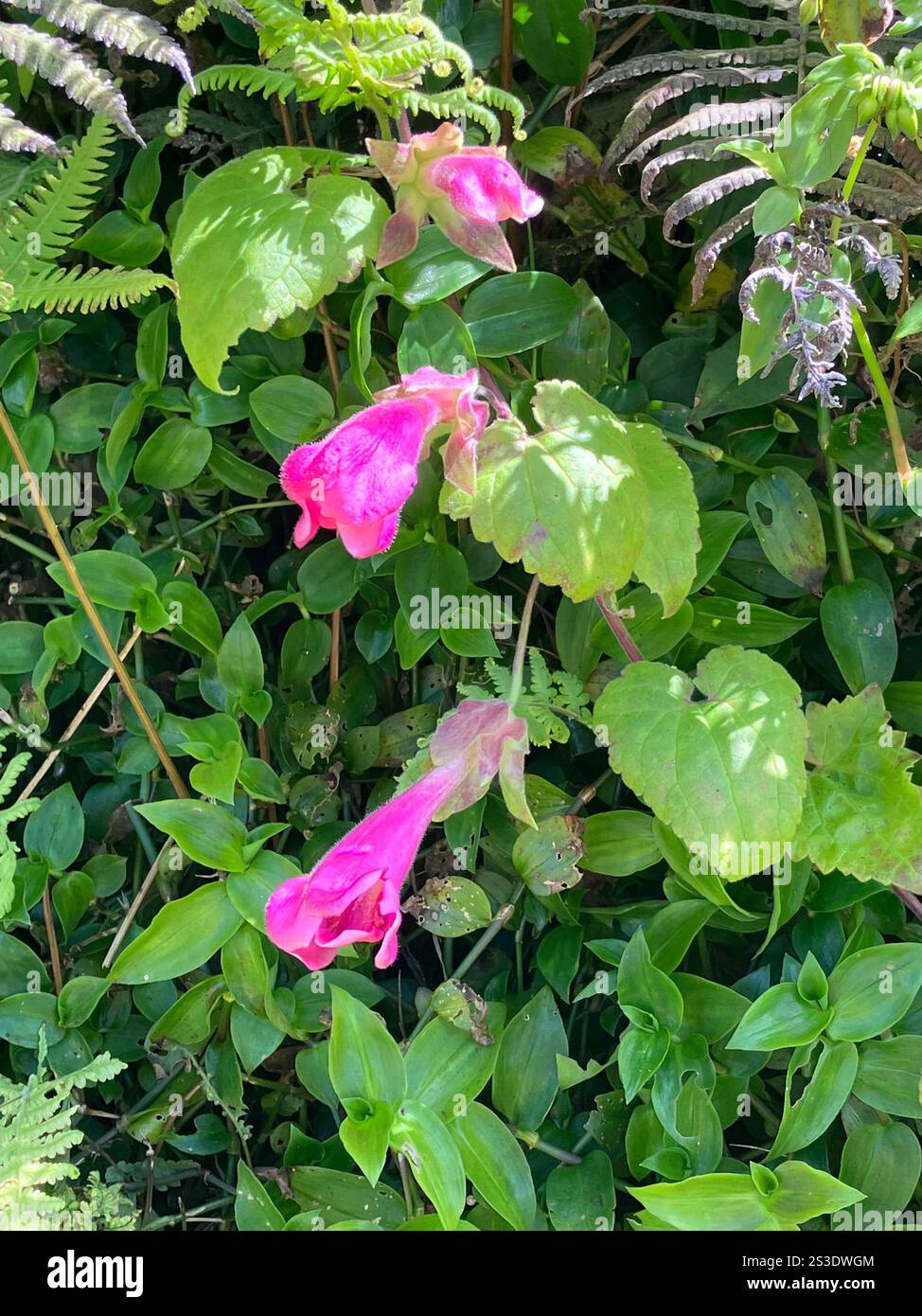 Creeping Gloxinia (Lophospermum erubescens Stock Photo - Alamy