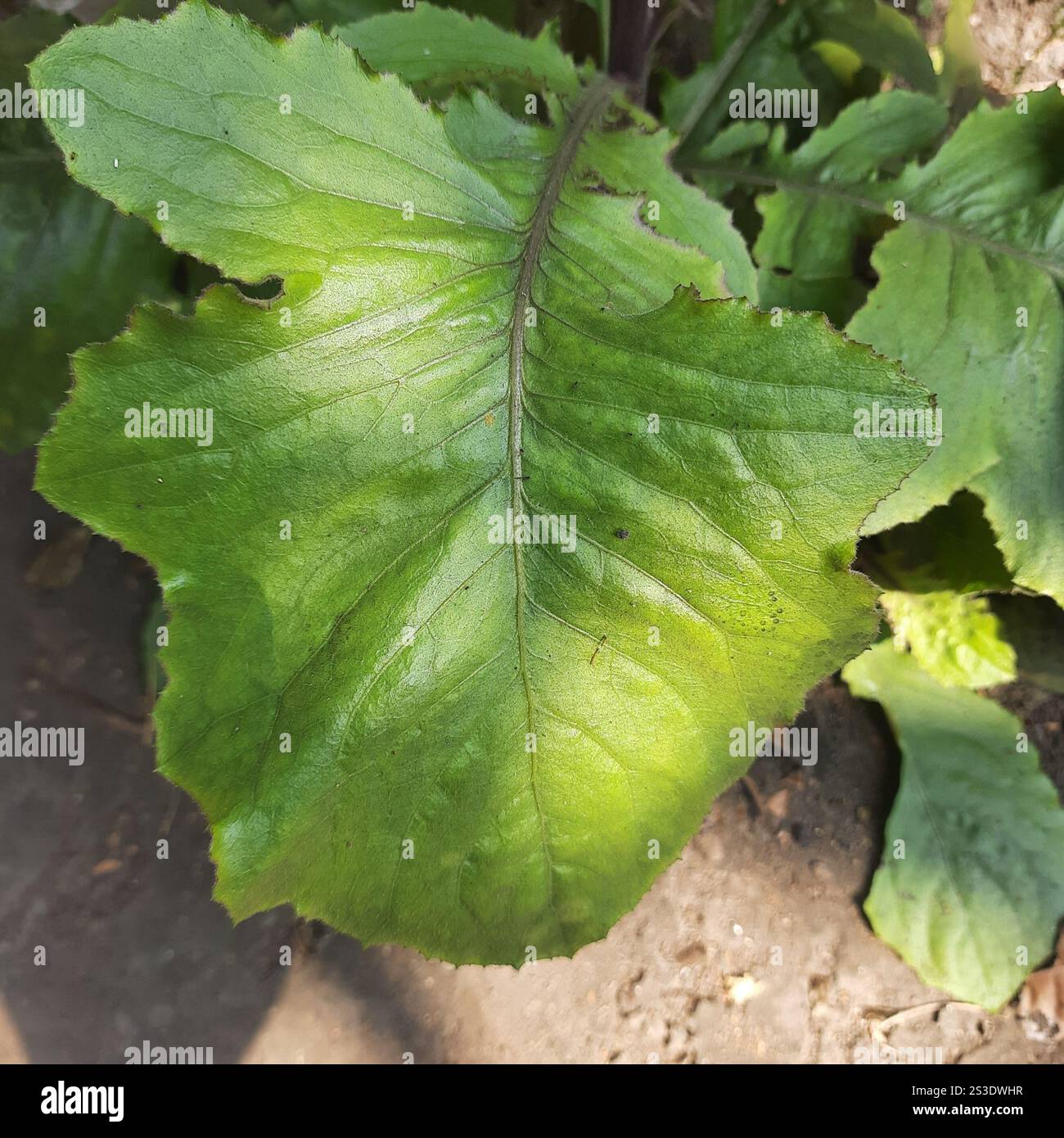 Oriental false hawksbeard (Youngia japonica Stock Photo - Alamy