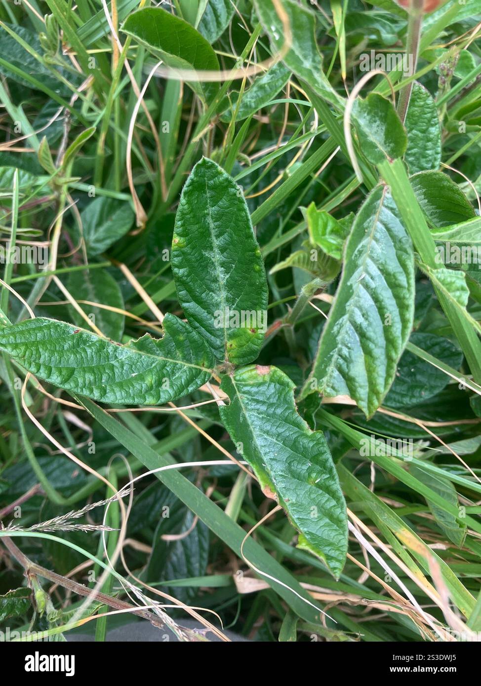 creeping beggarweed (Desmodium incanum Stock Photo - Alamy