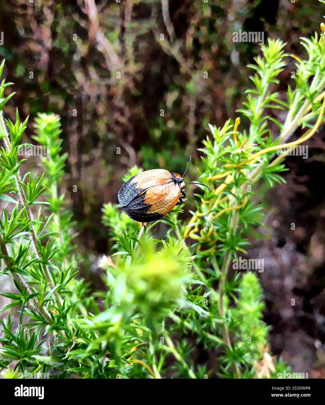 Netwing Beetles (Lycus Stock Photo - Alamy