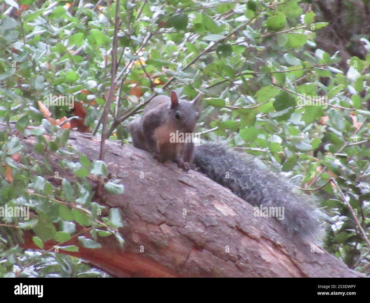 Western Gray Squirrel (Sciurus griseus Stock Photo - Alamy