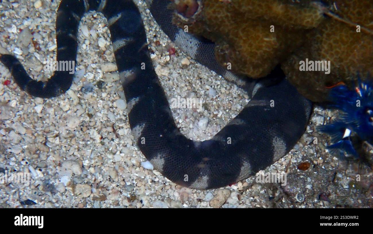 Little File Snake (Acrochordus granulatus Stock Photo - Alamy