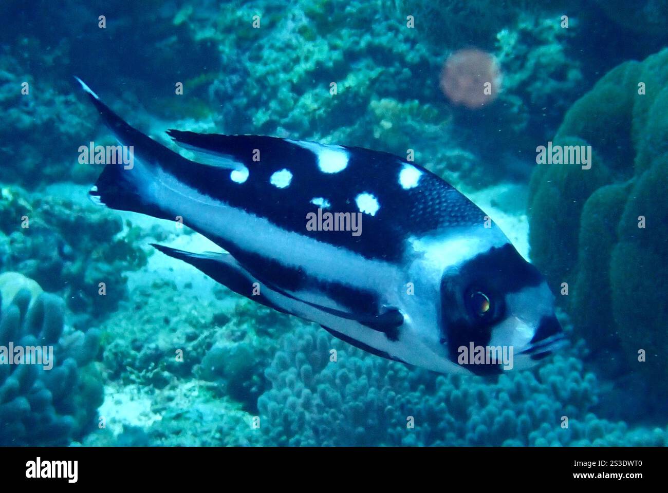 Black-and-white Snapper (Macolor niger Stock Photo - Alamy