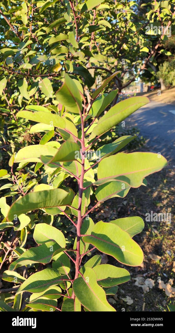 laurel sumac (Malosma laurina Stock Photo - Alamy