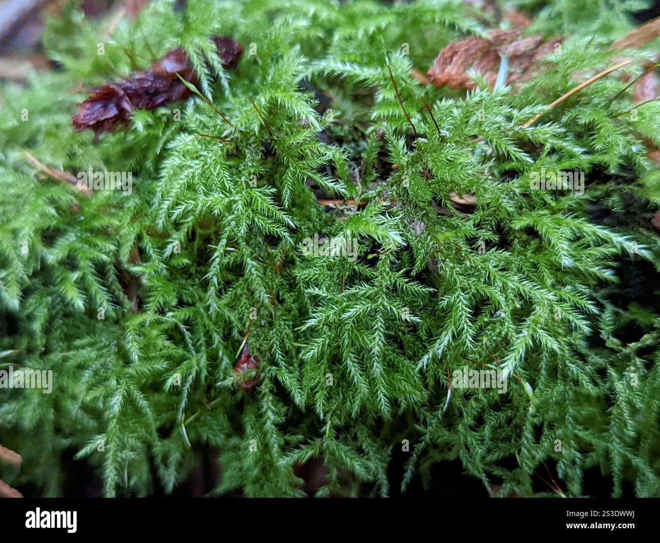 Cat's Tail Moss (Pseudisothecium stoloniferum Stock Photo - Alamy