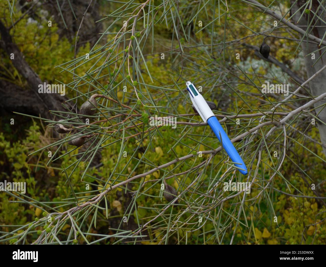 silver needlewood (Hakea leucoptera Stock Photo - Alamy