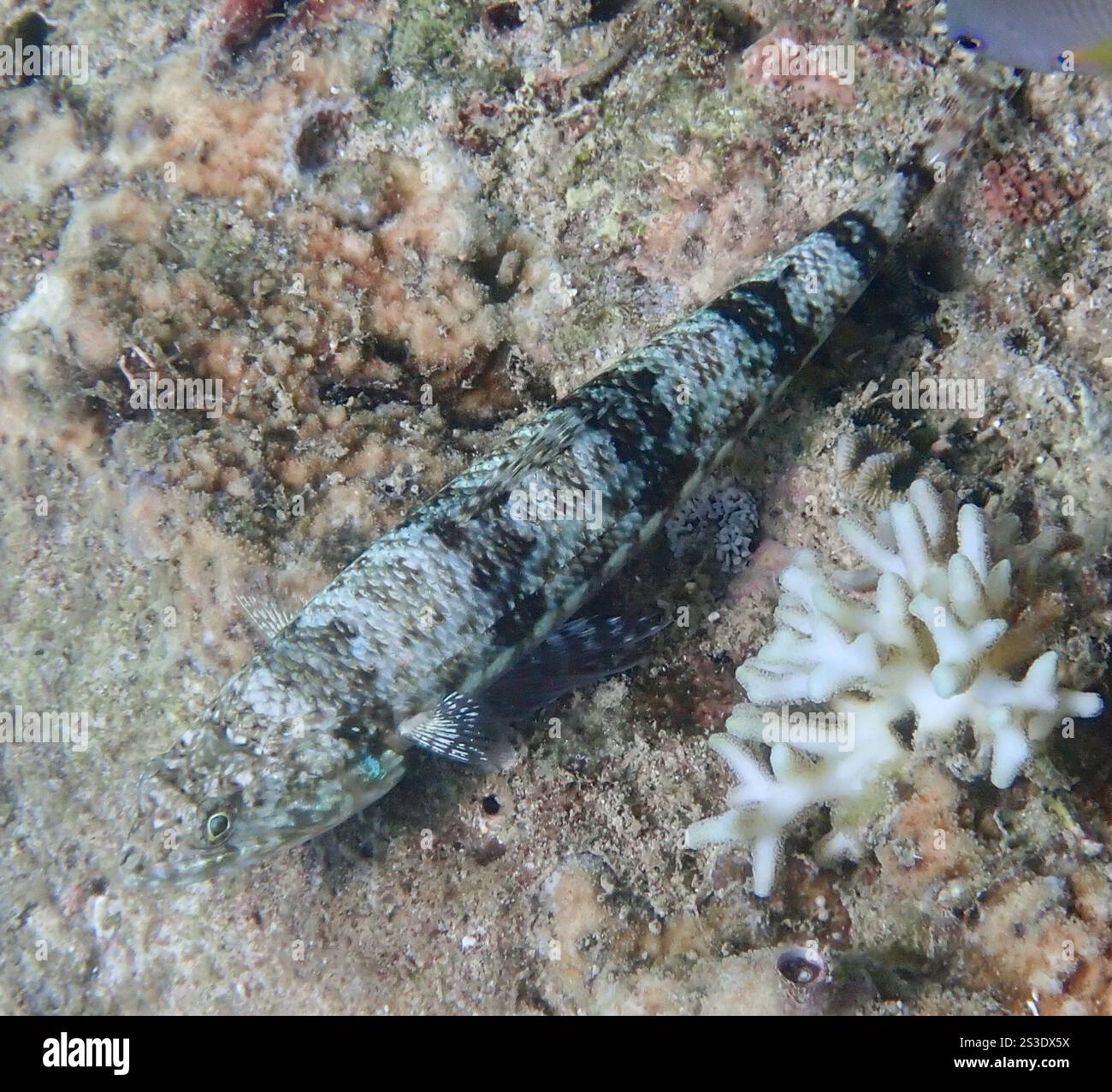 Variegated Lizardfish (Synodus variegatus Stock Photo - Alamy