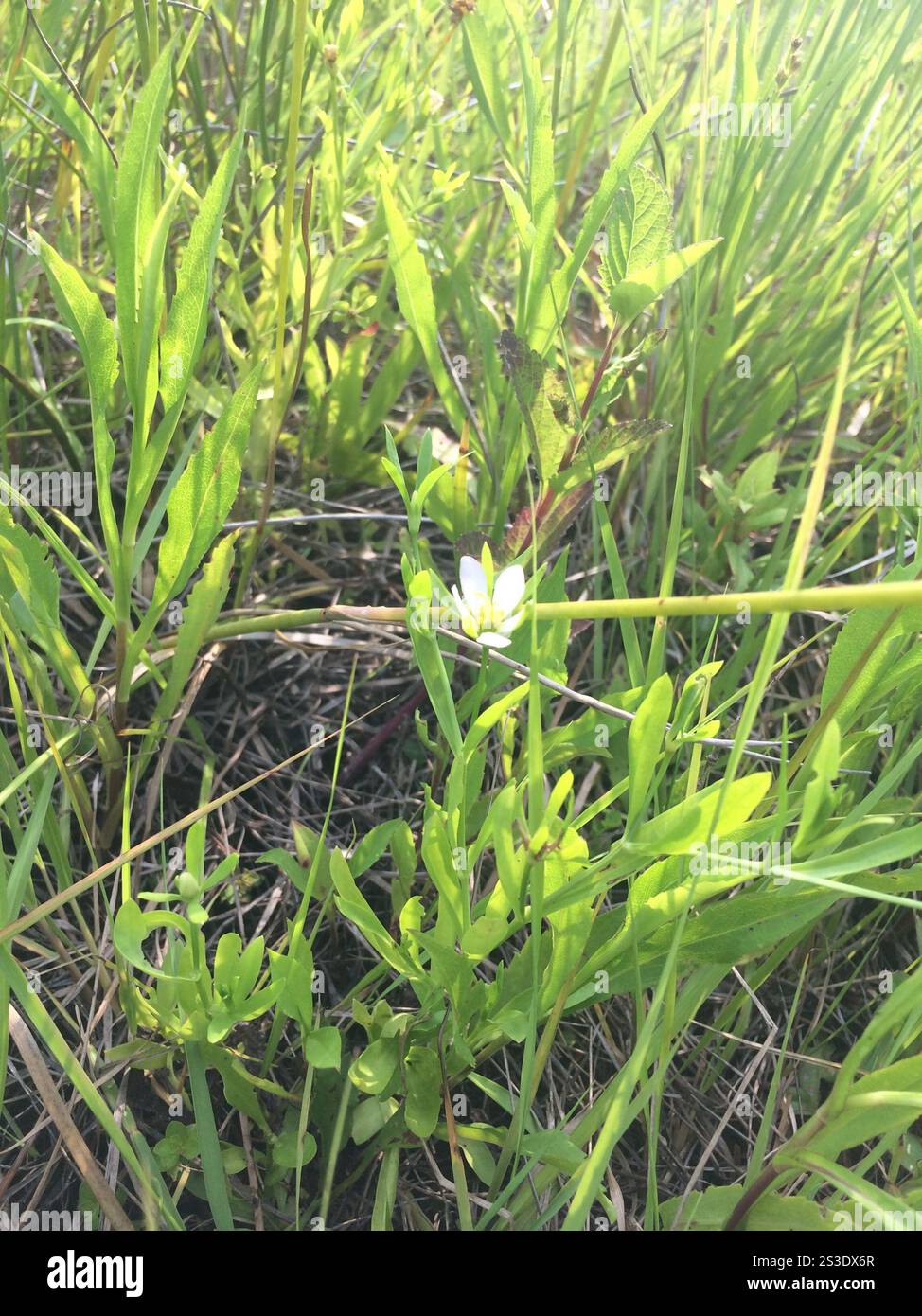 Coastal Rose Gentian (Sabatia calycina Stock Photo - Alamy