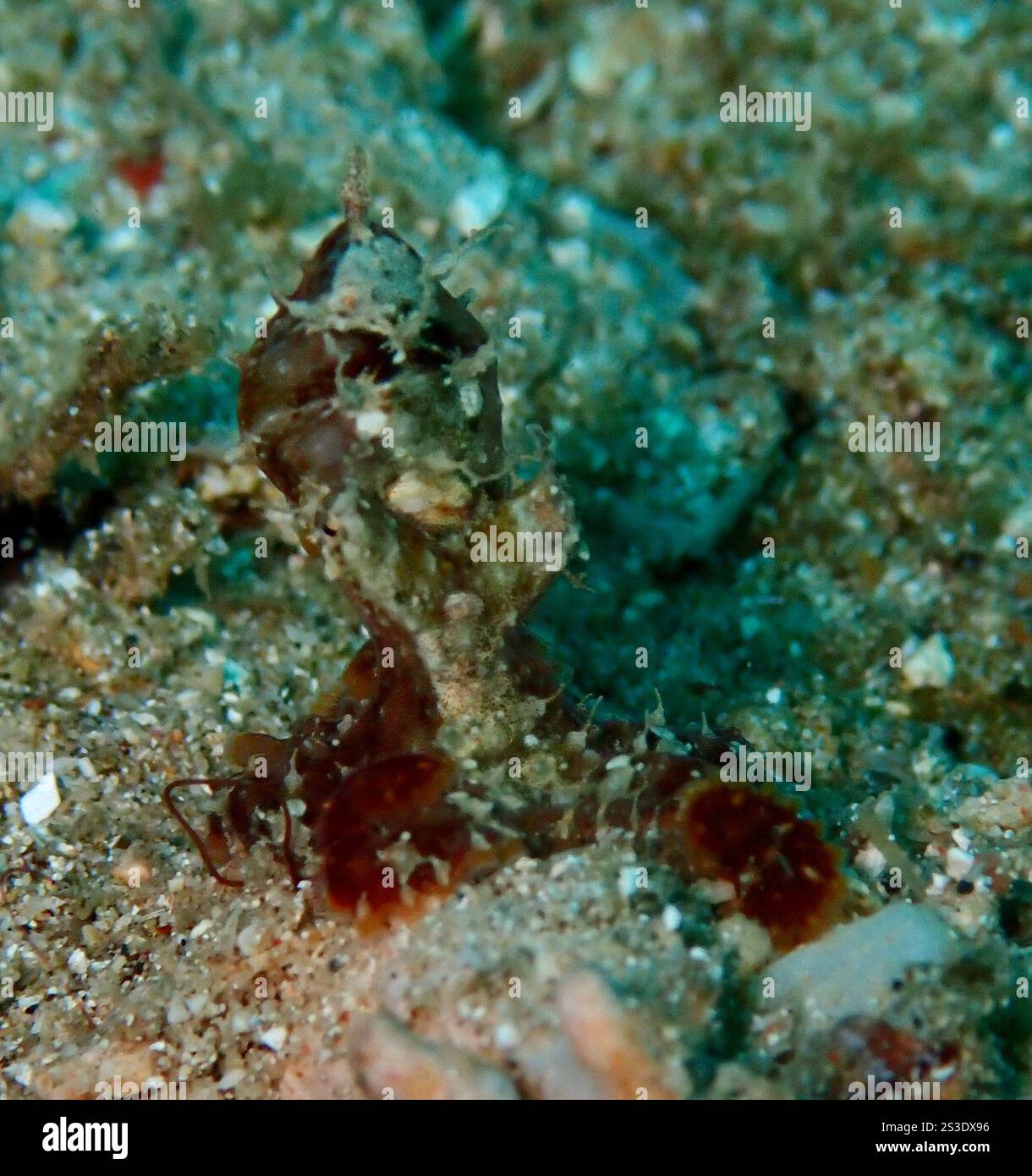 Indo-Pacific Longarm Octopuses (Abdopus Stock Photo - Alamy